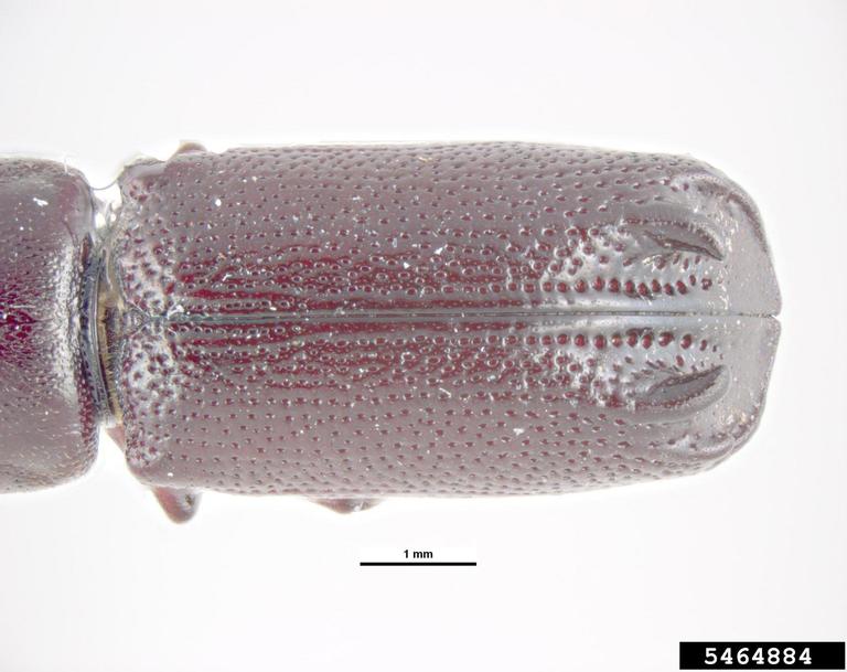 auger beetle (Heterobostrychus pileatus)