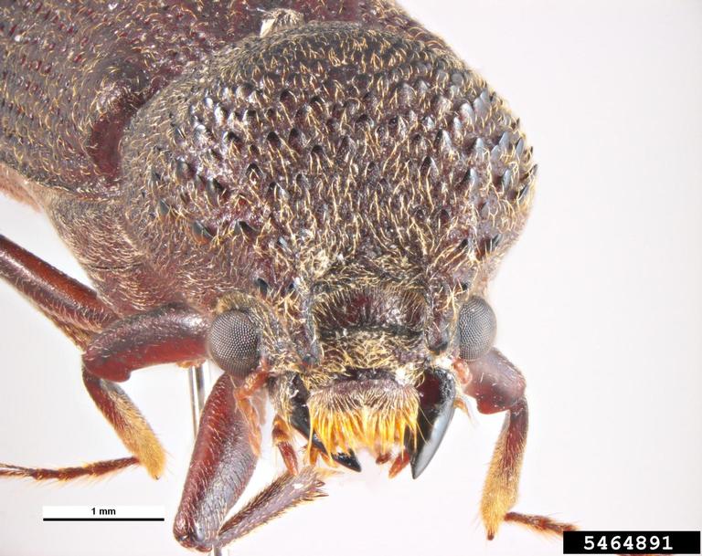 Chinese auger beetle (Heterobostrychus hamatipennis)