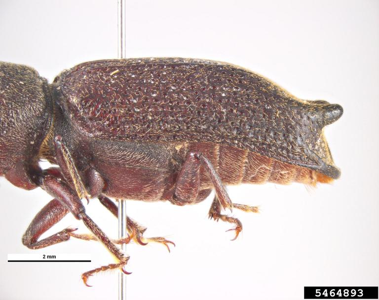 Chinese auger beetle (Heterobostrychus hamatipennis (Lesne, 1895))