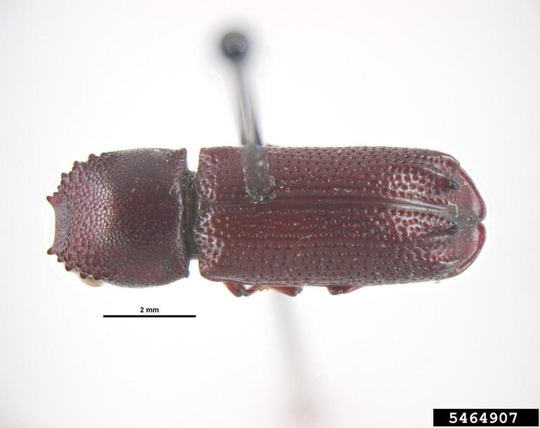 lesser auger beetle (Heterobostrychus aequalis)