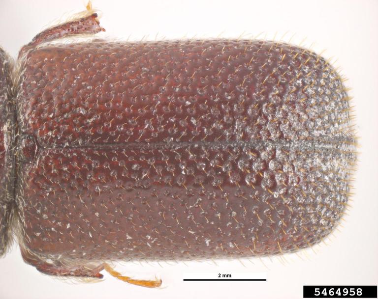 auger beetle (Dinoderus ocellaris Stephens, 1830)