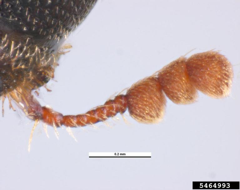 Japanese shot-hole borer (Dinoderus japonicus Lesne, 1895)