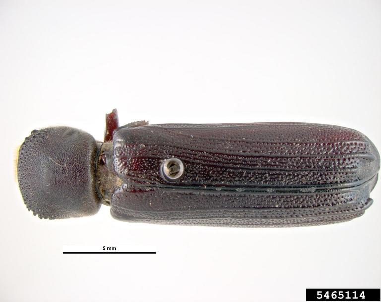 black borer (Apate monachus Fabricius, 1775)