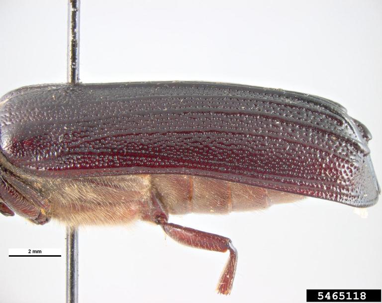 black borer (Apate monachus)