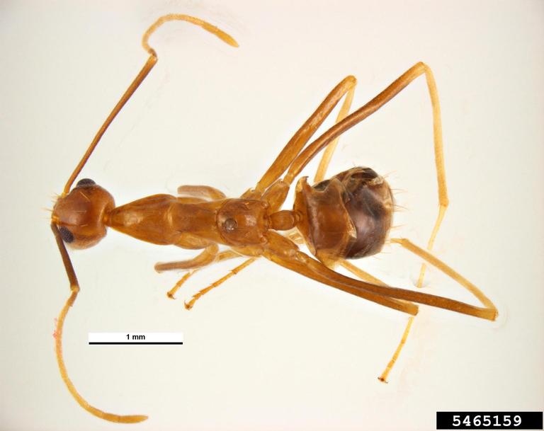 longlegged ant (Anoplolepis gracilipes (Smith))