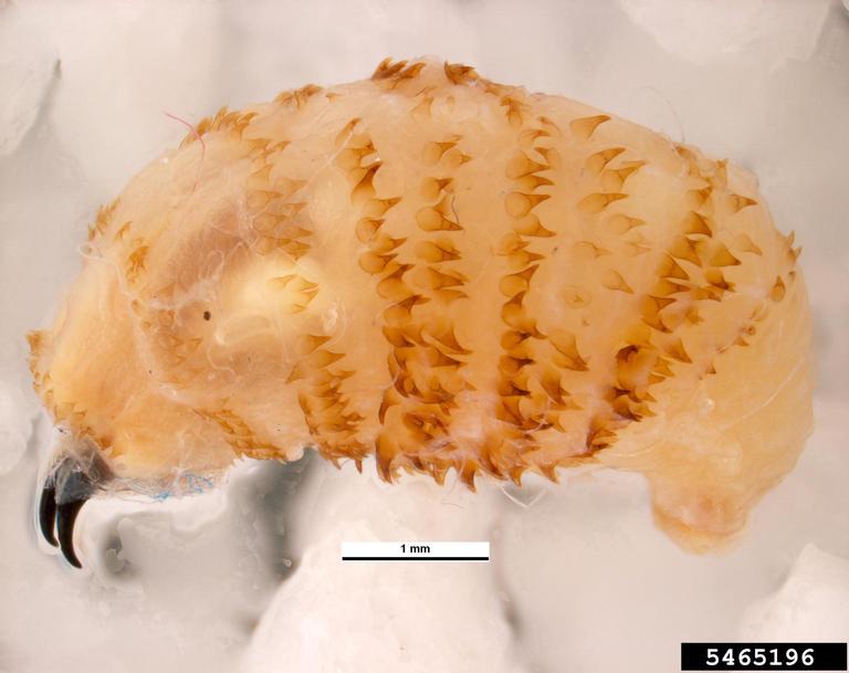 torsalo (Dermatobia hominis)