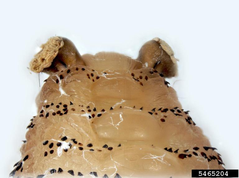 torsalo (Dermatobia hominis)