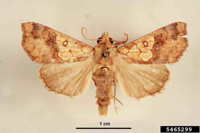 cotton looper (Anomis flava (Fabricius))