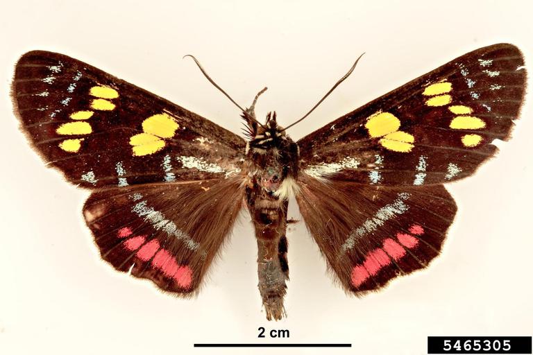 painted vine moth (Agarista agricola (Donovan))
