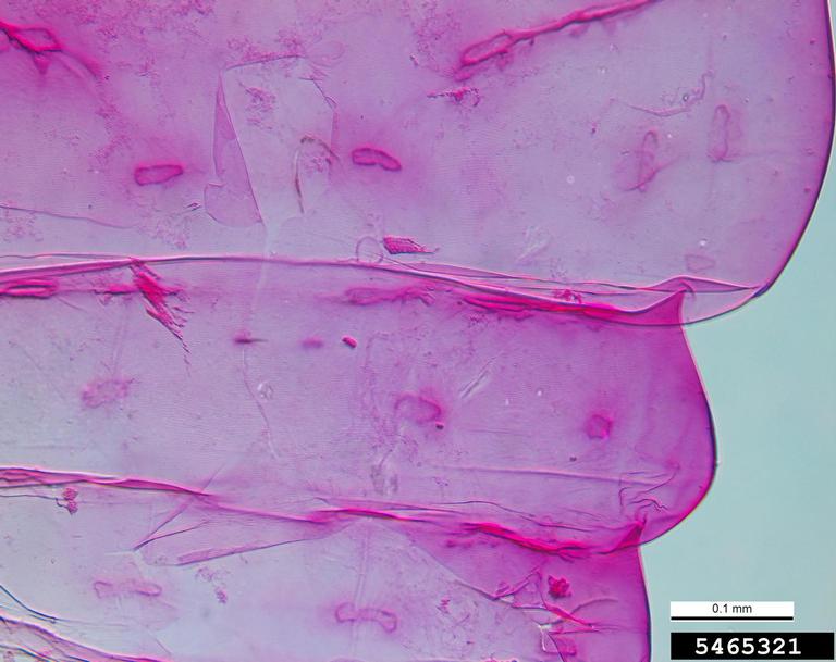 scale insect (Aulacaspis thorntoni Williams & Miller, 2010)