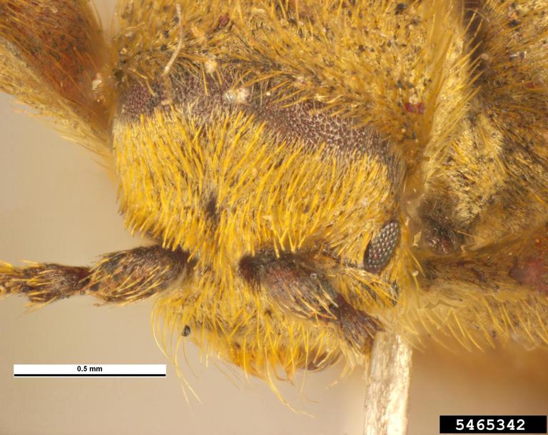 golden spider beetle (Niptus hololeucus (Falderman, 1835))