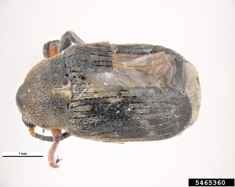 lesser pea weevil (Bruchus affinis)