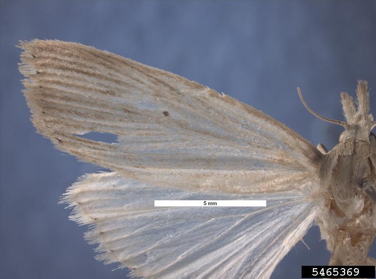 sugarcane borer (Diatraea saccharalis)