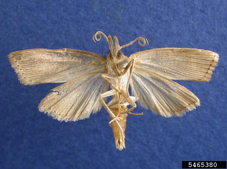 sugarcane borer (Diatraea saccharalis (Fabricius))