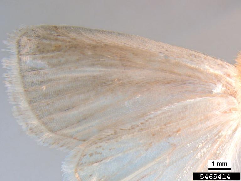 asiatic pink stem borer (Sesamia inferens (Walker))