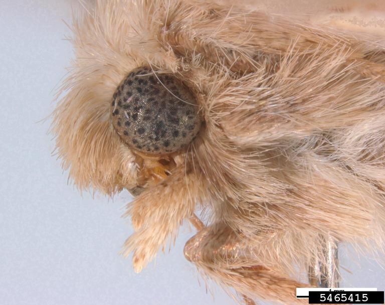 asiatic pink stem borer (Sesamia inferens (Walker))