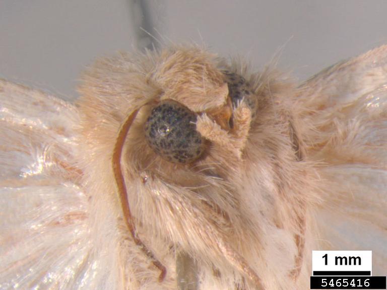 asiatic pink stem borer (Sesamia inferens (Walker))