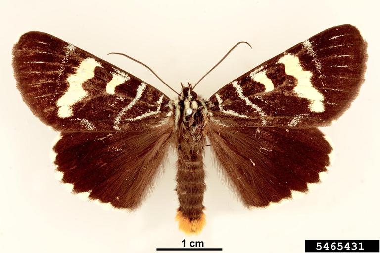 Noctuid moth (Phalaenoides glycinae)