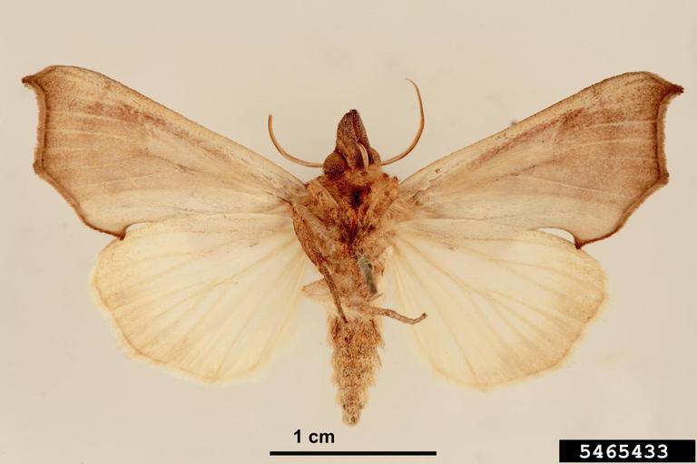 fruit piercing moth (Oraesia emarginata (Fabricius, 1794))