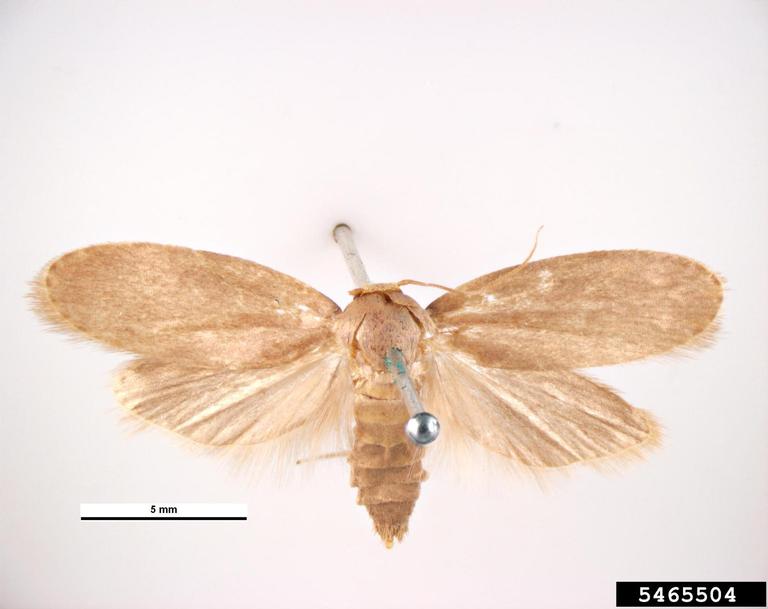 lesser wax moth (Achroia grisella (Fabricius))