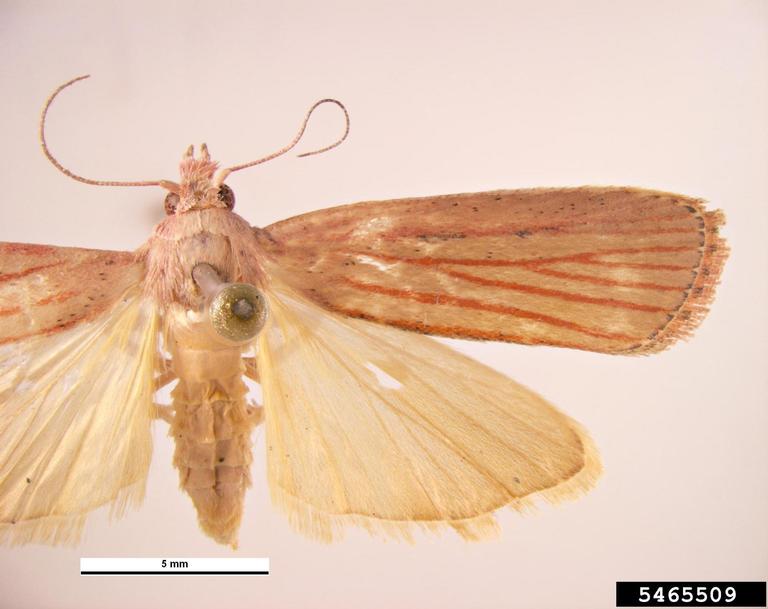 greater coconut spike moth (Tirathaba rufivena (Walker))