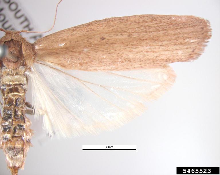 African sugar-cane borer moth (Eldana saccharina)