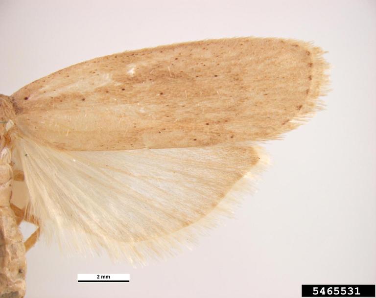 rice moth (Corcyra cephalonica (Stainton))