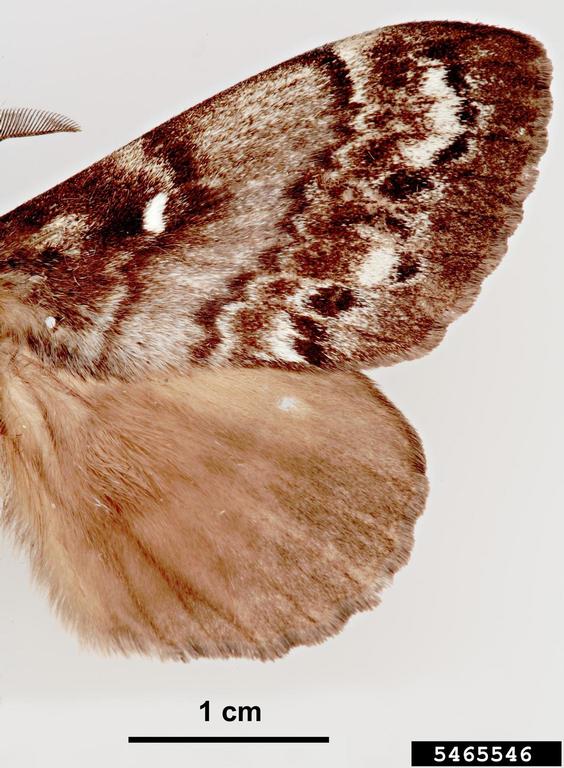 Siberian moth (Dendrolimus sibiricus Chetverikov)