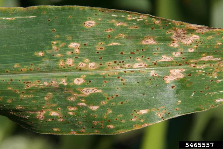 common corn rust (Puccinia sorghi)