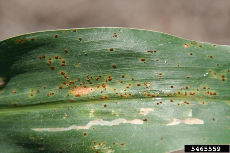 common corn rust (Puccinia sorghi Schwein.)