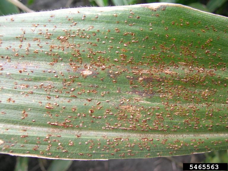 common corn rust (Puccinia sorghi Schwein.)