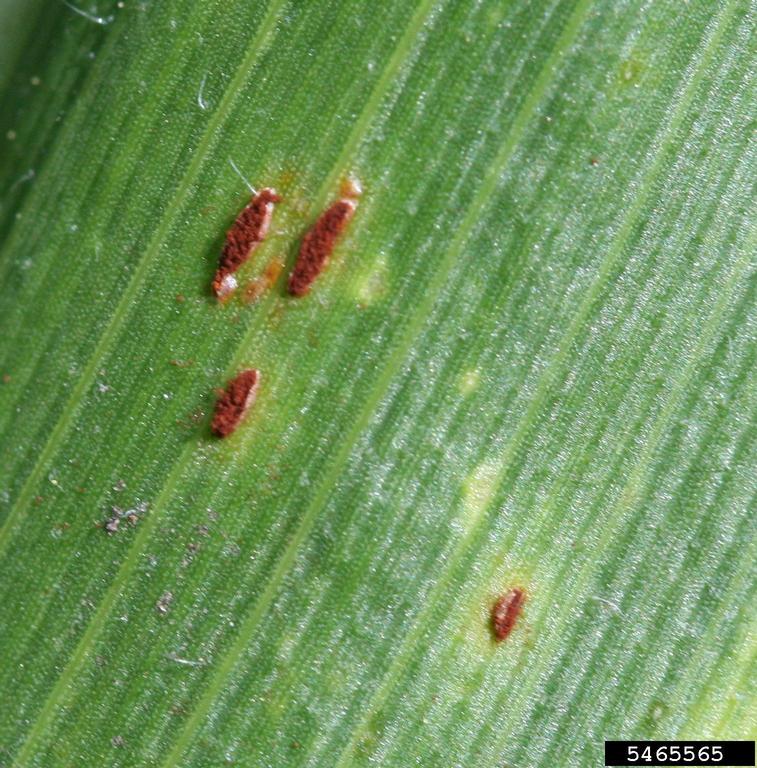 common corn rust (Puccinia sorghi Schwein.)