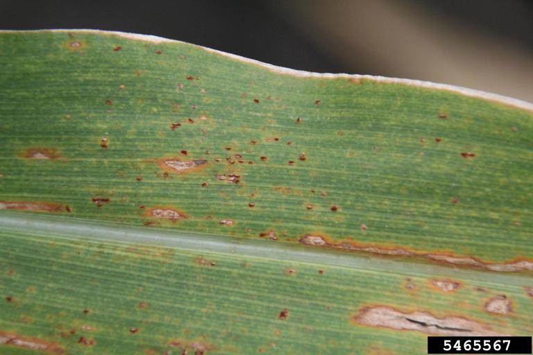 common corn rust (Puccinia sorghi)