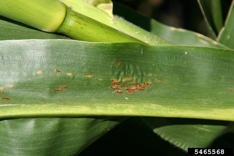 common corn rust (Puccinia sorghi Schwein.)