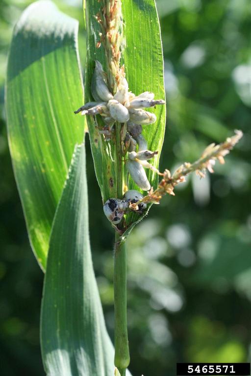 corn smut (Ustilago maydis (DC.) Corda)