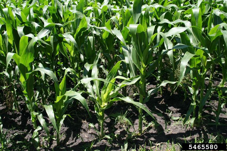 Downy Mildew Of Corn