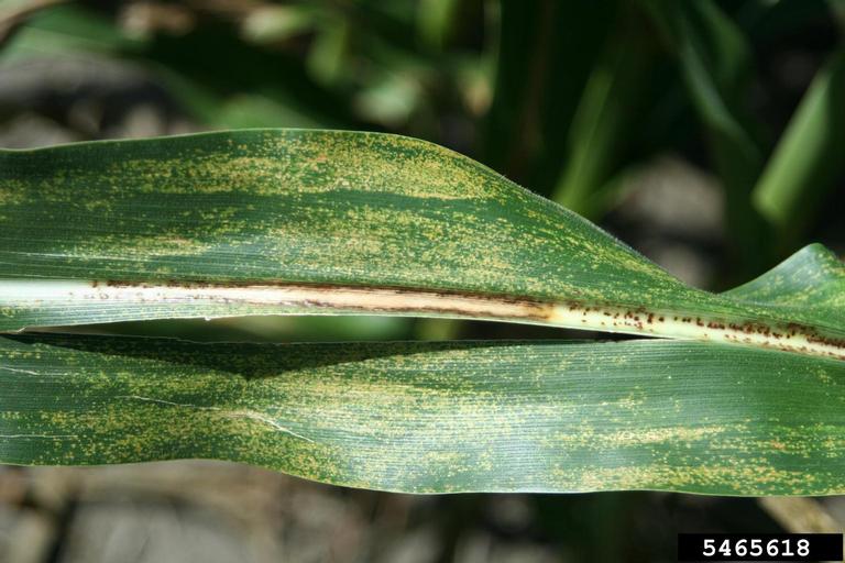 brown spot of corn (Physoderma maydis ) on corn (Zea mays ) - 5465618