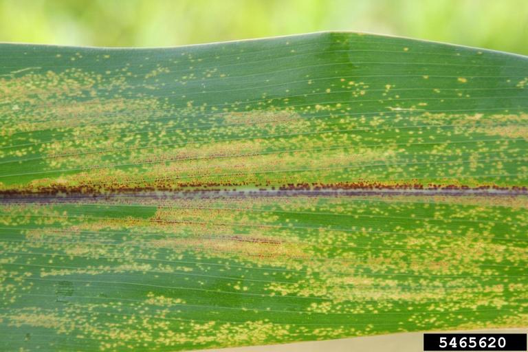 brown spot of corn (Physoderma maydis ) on corn (Zea mays ) - 5465620