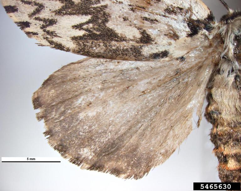 nun moth (Lymantria monacha (Linnaeus))