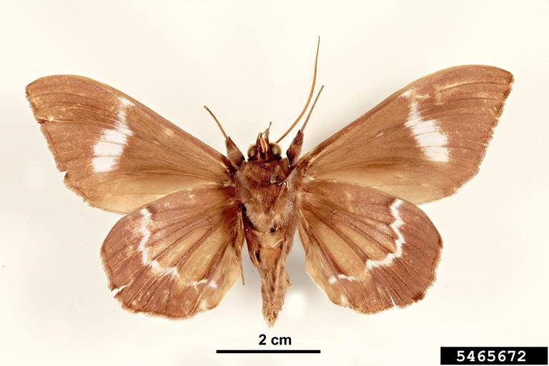 fruit-piercing moth (Ischyja manila)