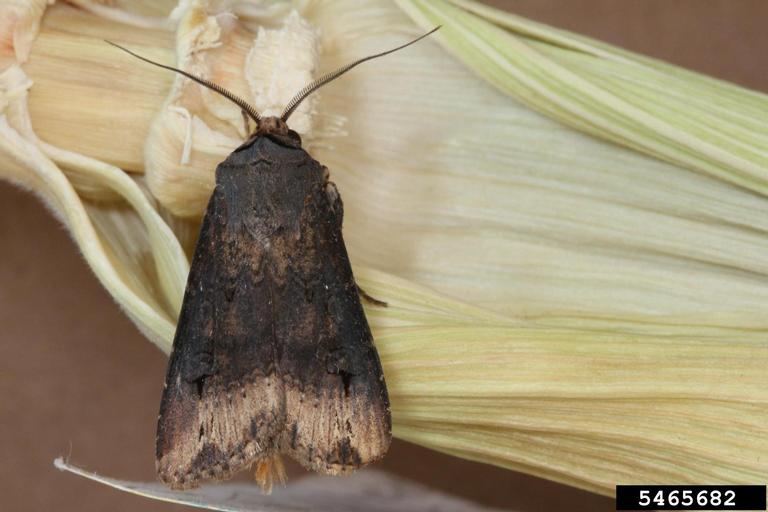 black cutworm (Agrotis ipsilon (Hufnagel))