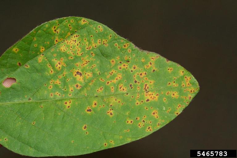 bacterial pustule of soybean disease (Xanthomonas axonopodis pv. glycines)