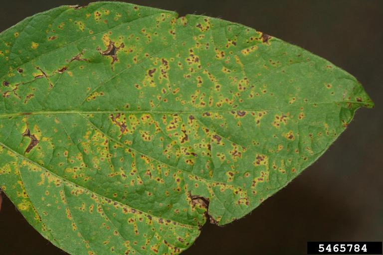 bacterial pustule of soybean disease (Xanthomonas axonopodis pv ...