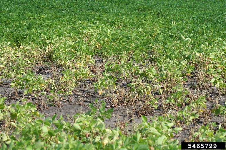 Root and stem rot (Phytophthora sojae Kaufm. & Gerd.)
