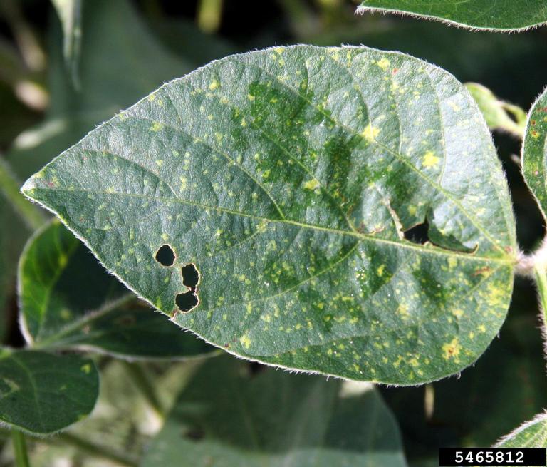 downy mildew (Peronospora manshurica (Naumov) Syd. In Gaum.)