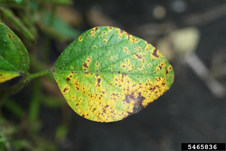 Septoria leaf spot (Septoria glycines Hemmi)