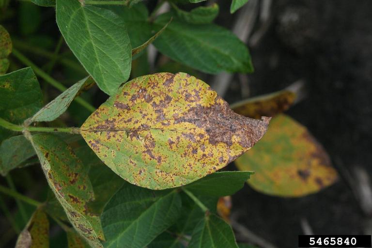 Septoria leaf spot (Septoria glycines Hemmi)