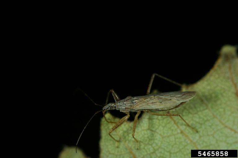 common damsel bug (Nabis americoferus Carayon)