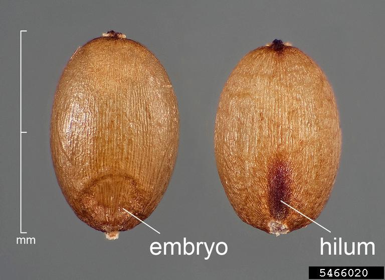 knotgrass (Paspalum distichum)