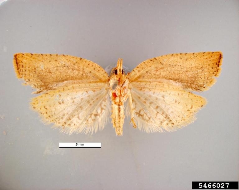 light brown apple moth (LBAM) (Epiphyas postvittana (Walker, 1863))